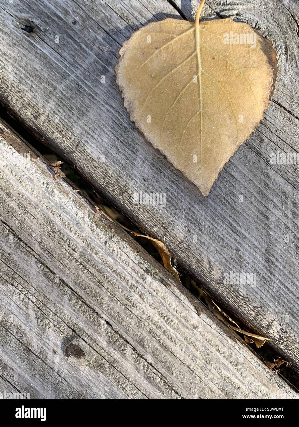 Gold fallen leaf covered in frost on wood background Stock Photo - Alamy
