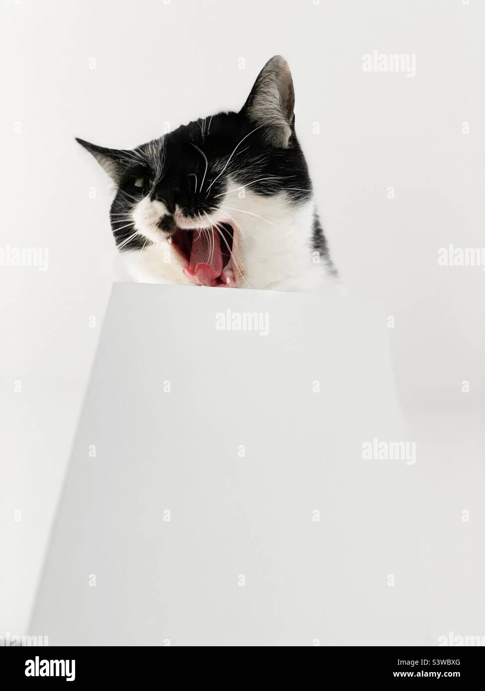 Cute playful cat having fun Stock Photo - Alamy