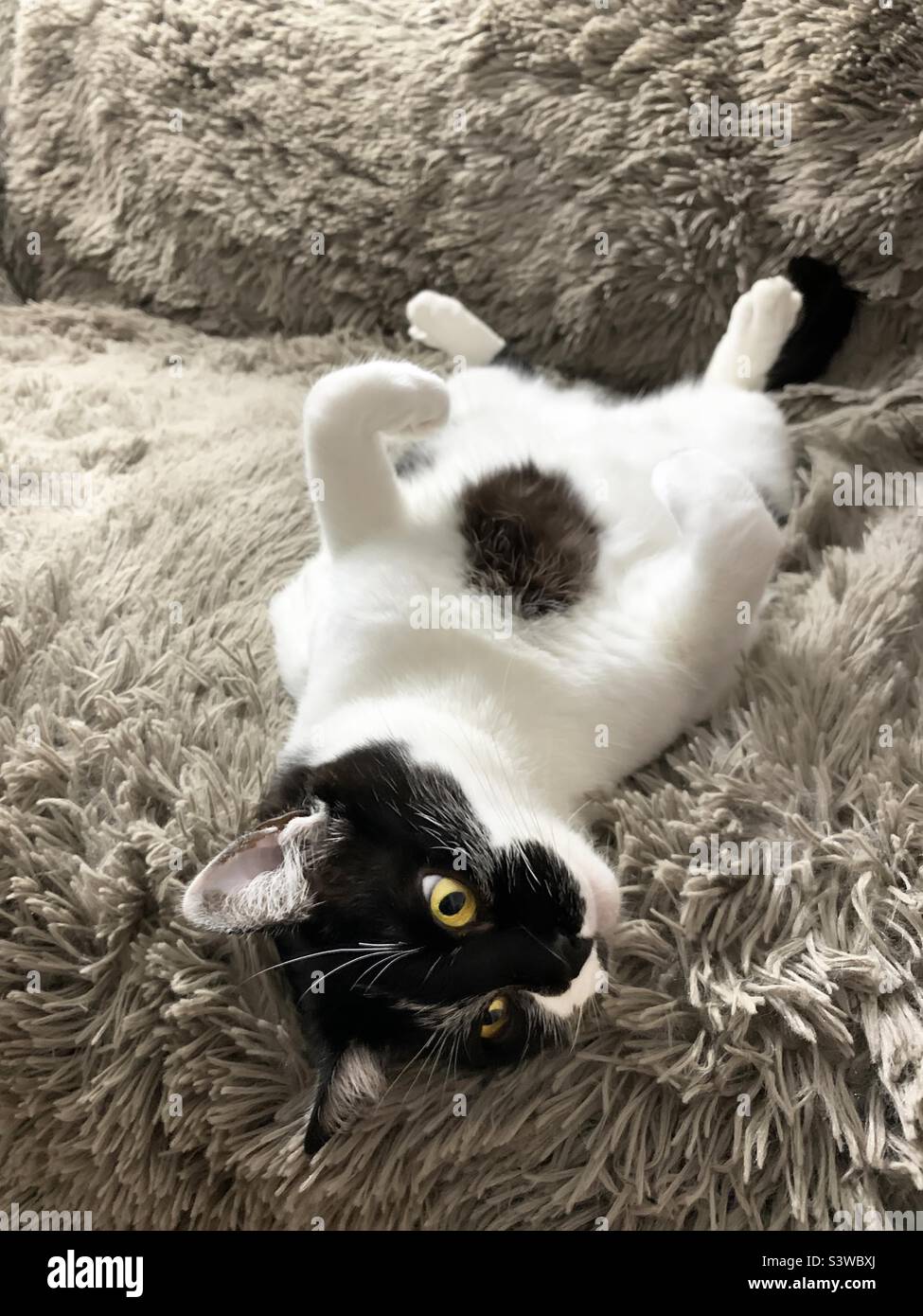 Cute playful cat Stock Photo - Alamy