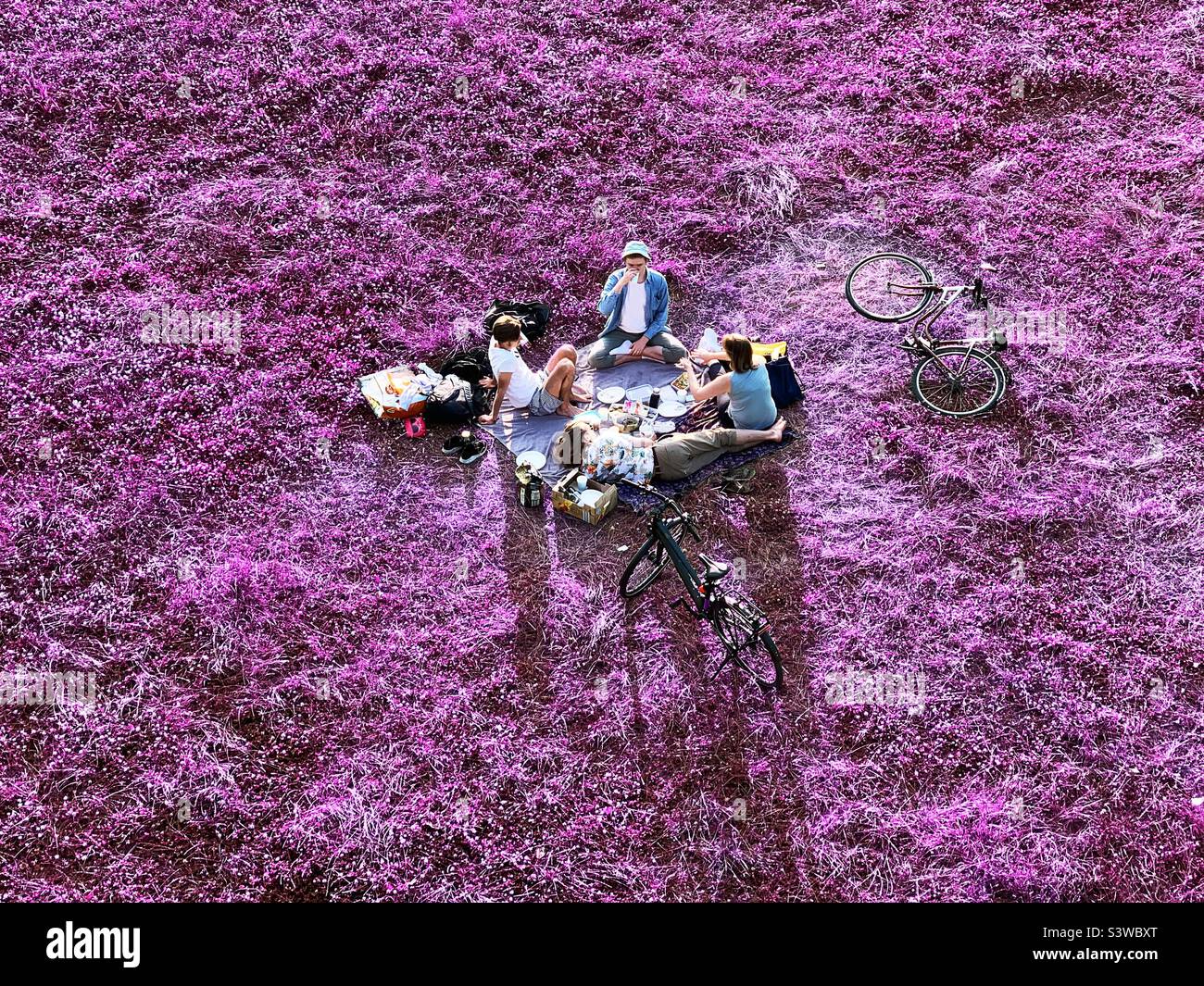 Having picnic in purple field Stock Photo - Alamy