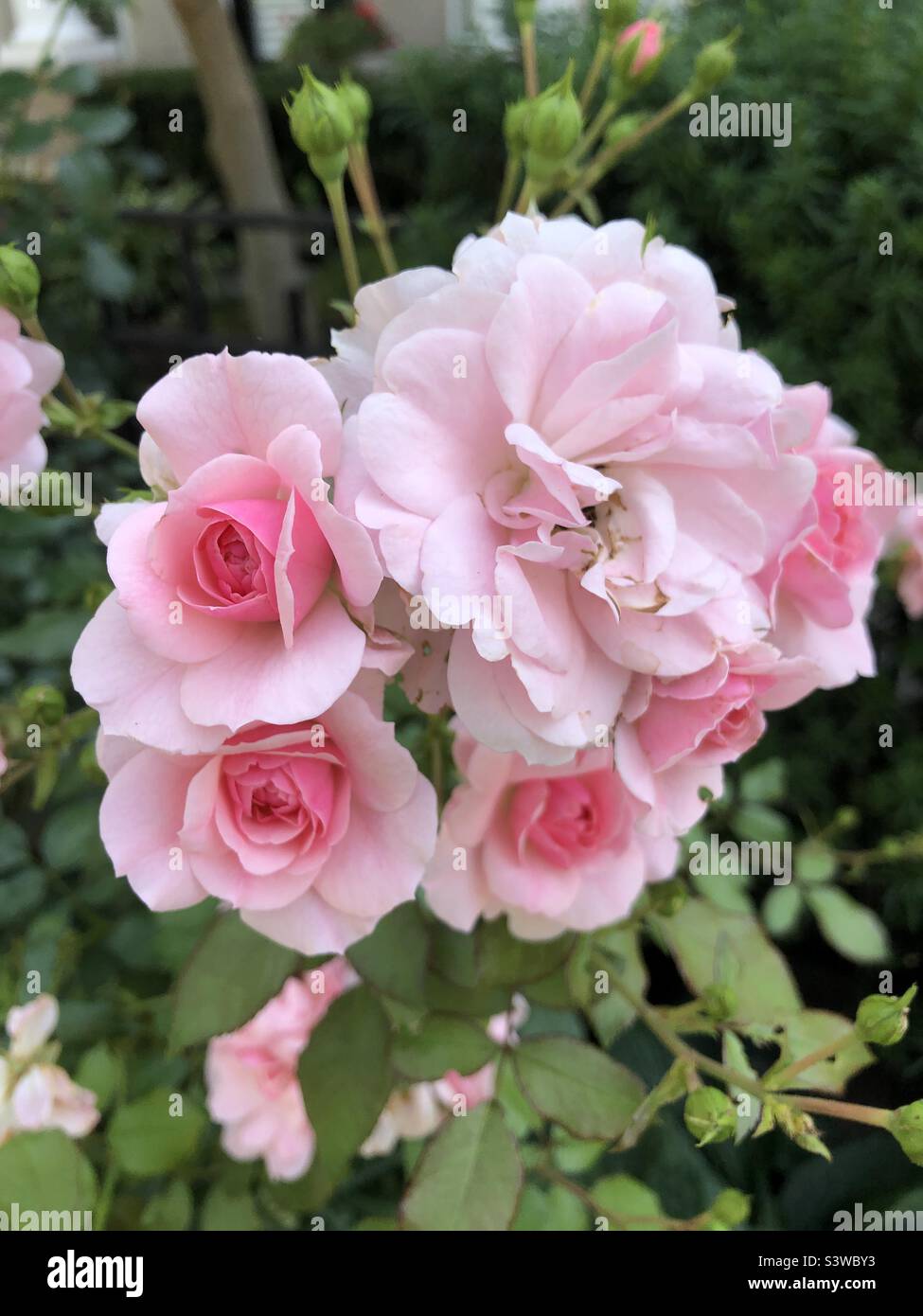 A cluster of delicate pink roses Stock Photo - Alamy