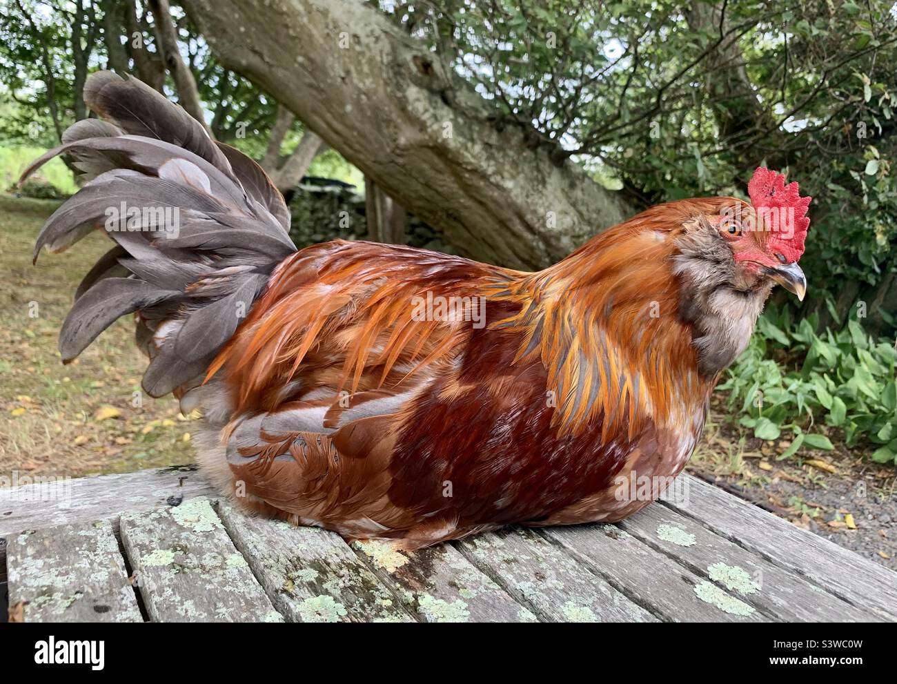 Rhode island red rooster hi-res stock photography and images - Alamy