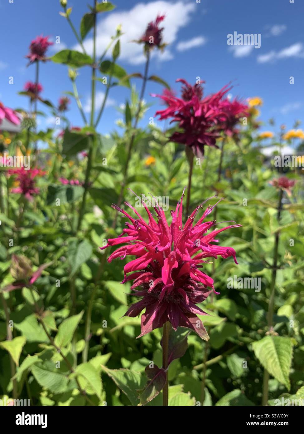 Magenta wild flowers Stock Photo - Alamy