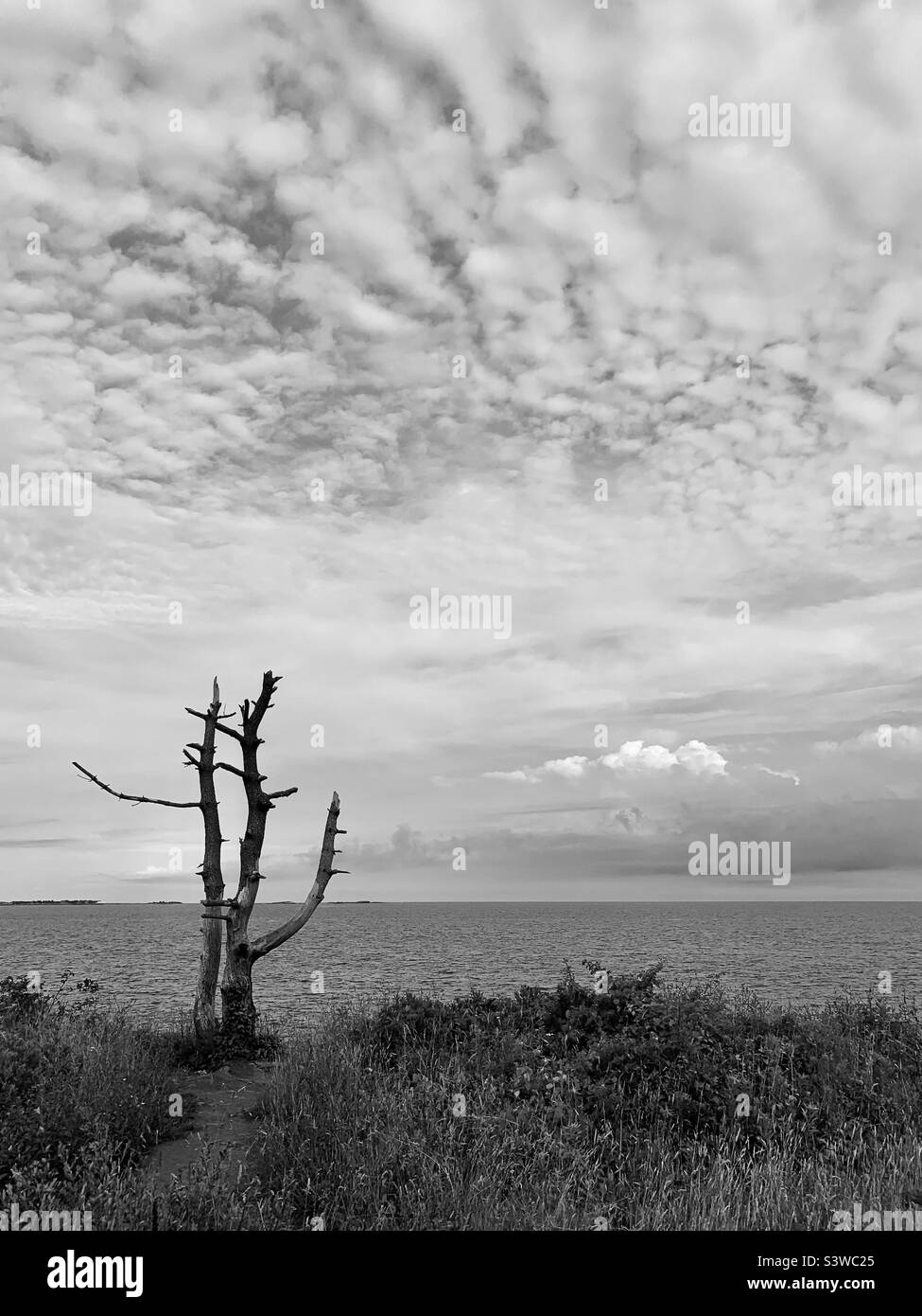 Spooky tree hi-res stock photography and images - Alamy