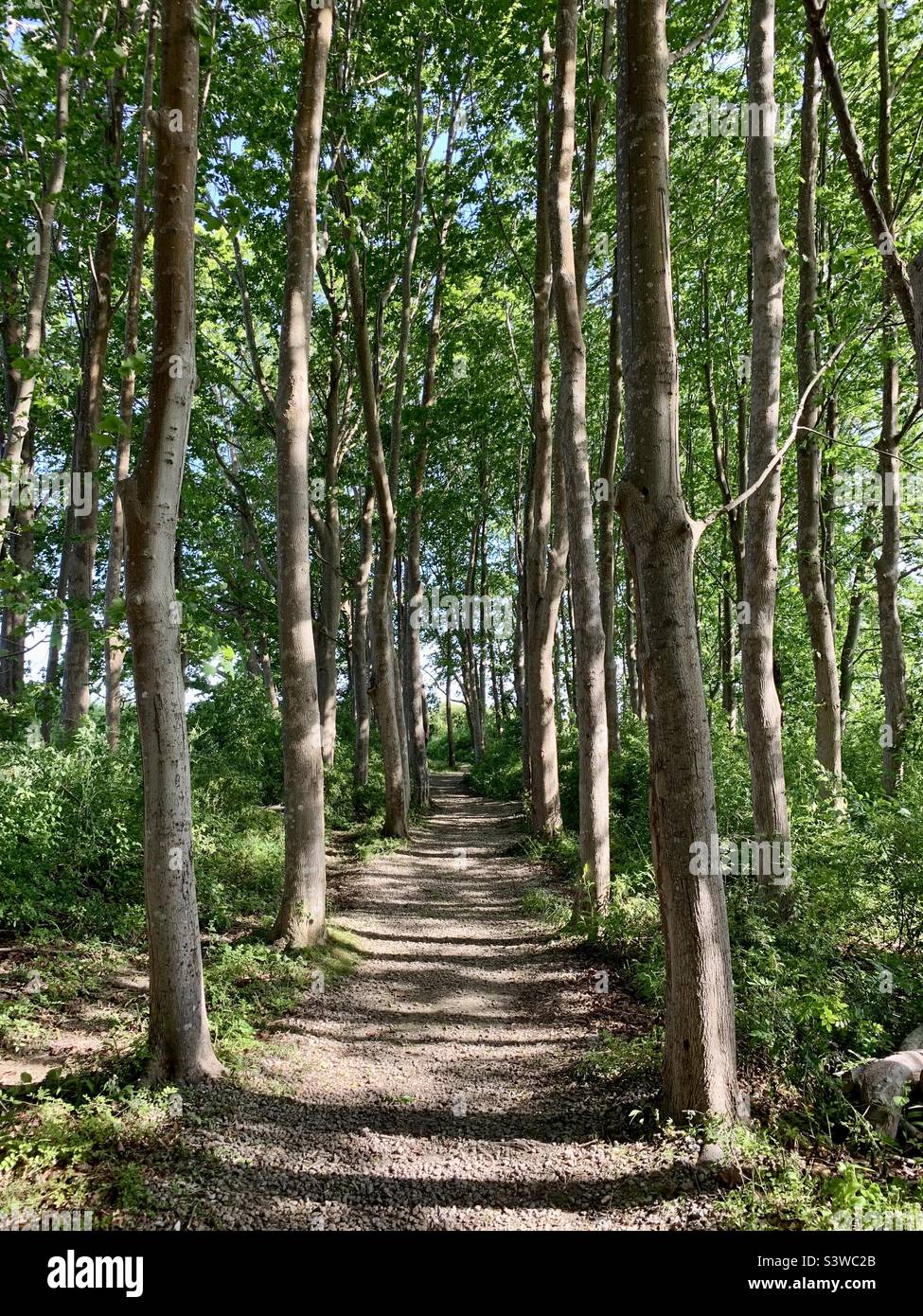 Path of trees in the woods Stock Photo - Alamy