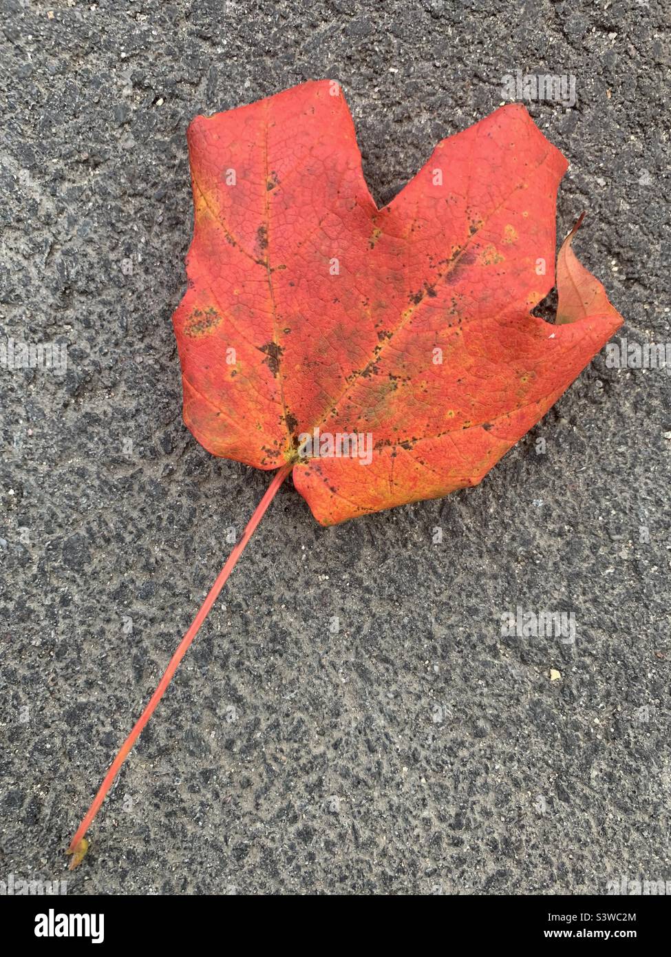 Fall leaf on pavement Stock Photo - Alamy