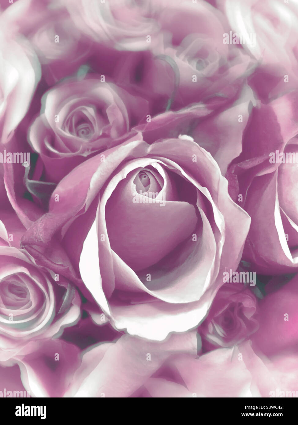 Light purple roses hi-res stock photography and images - Alamy