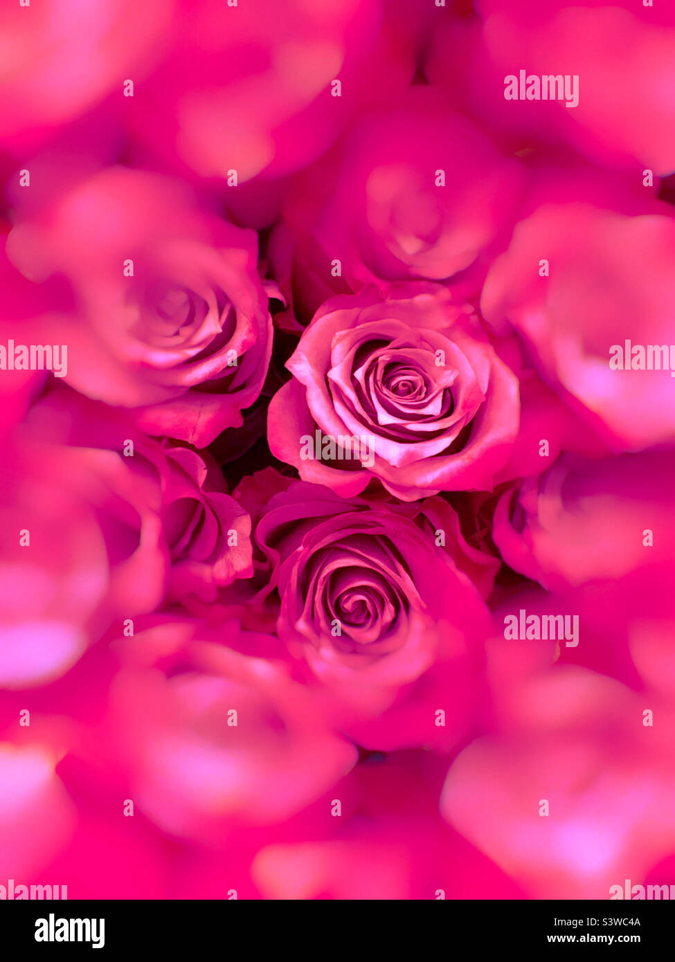 The pink roses in full bloom Stock Photo - Alamy