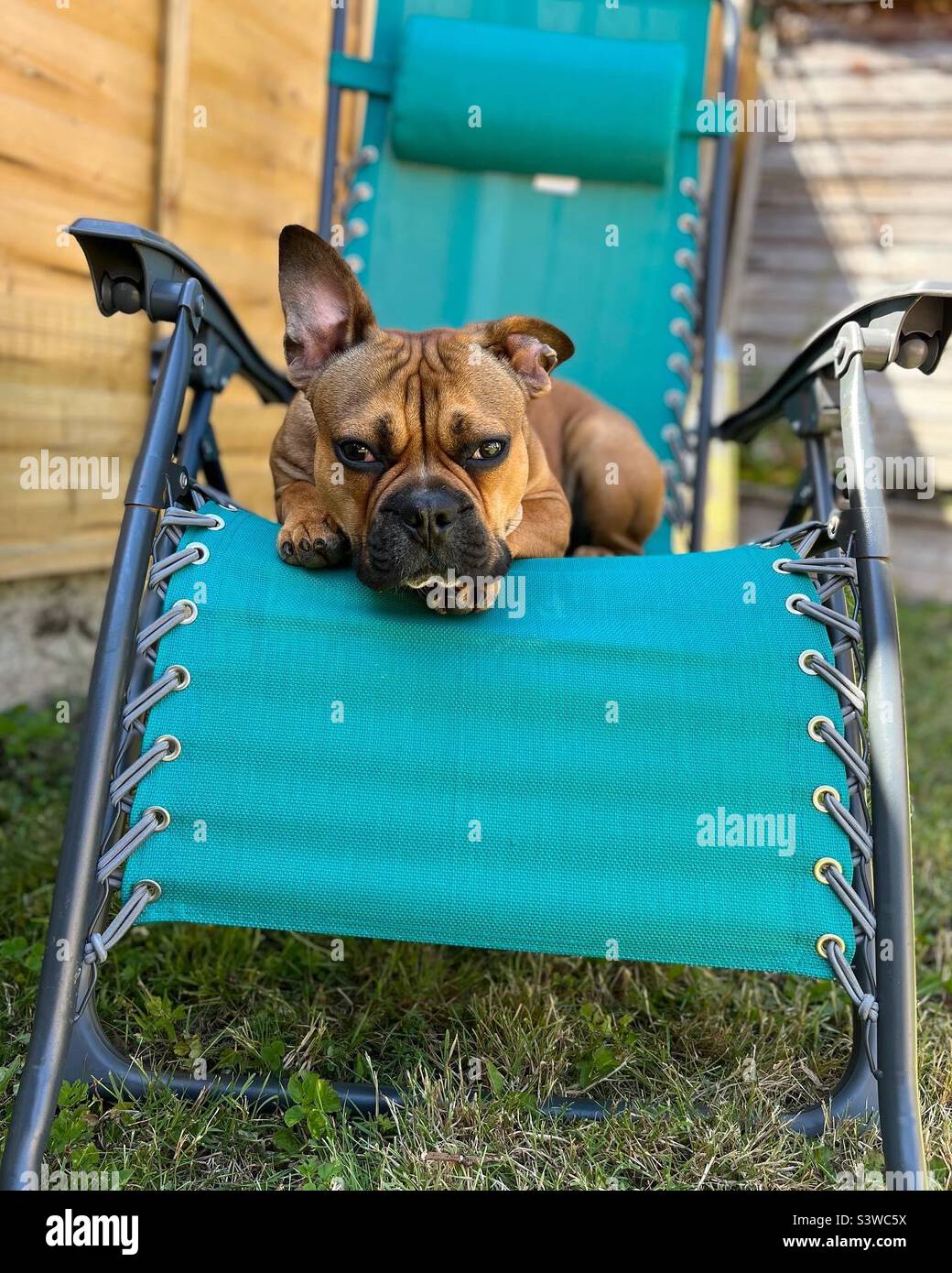 Staff cross dog hi-res stock photography and images - Alamy