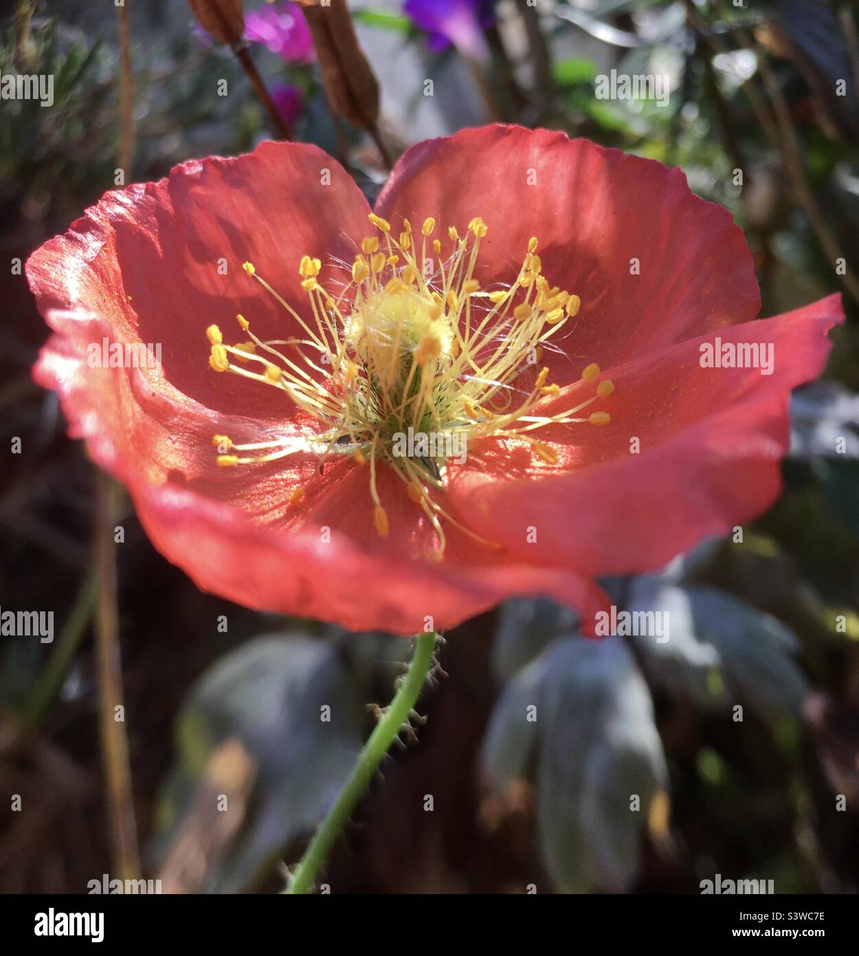 Poppy, red, yellow, gold, nature, garden, green, purple, joy Stock ...