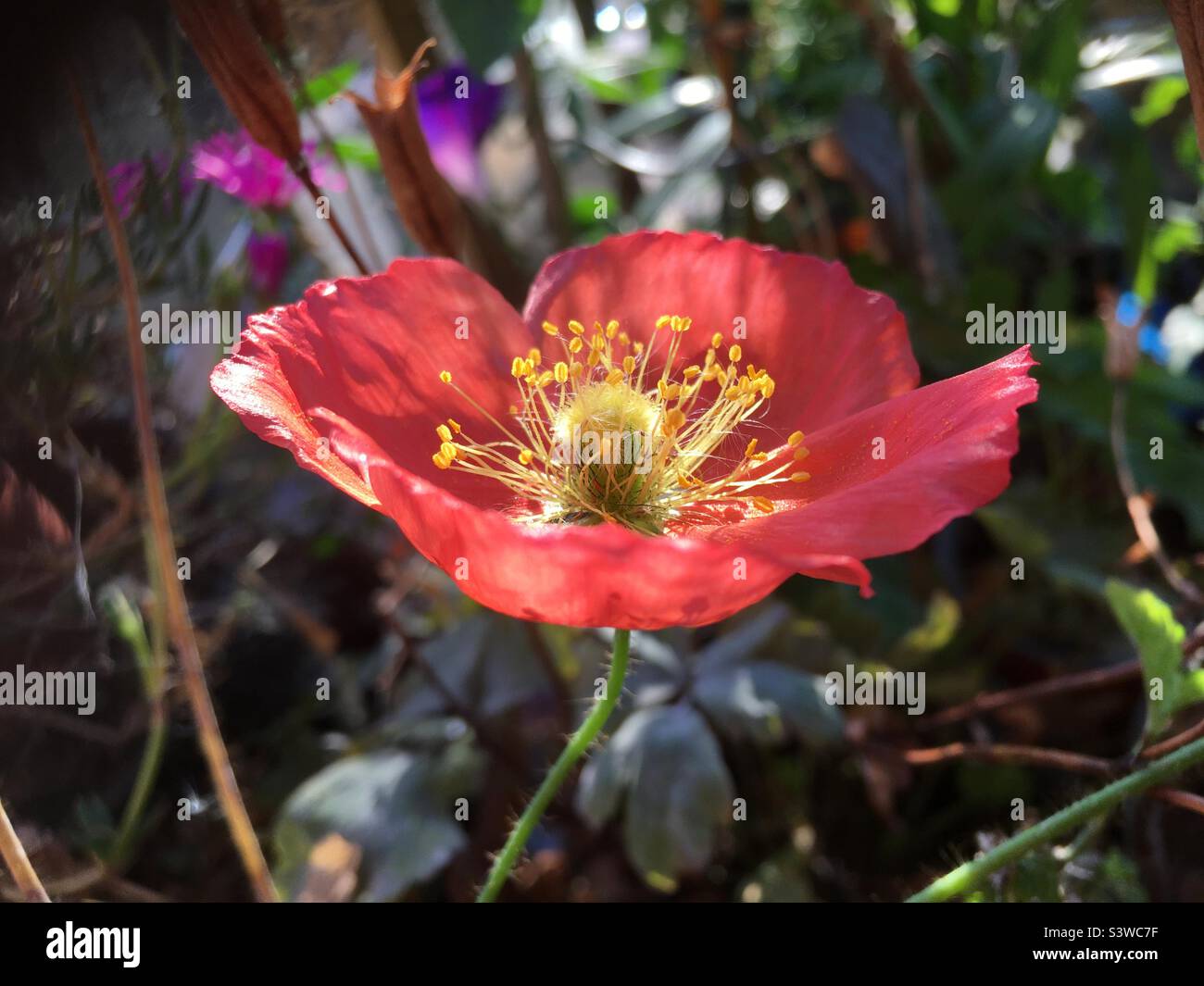 Red yellow and gold hi-res stock photography and images - Alamy