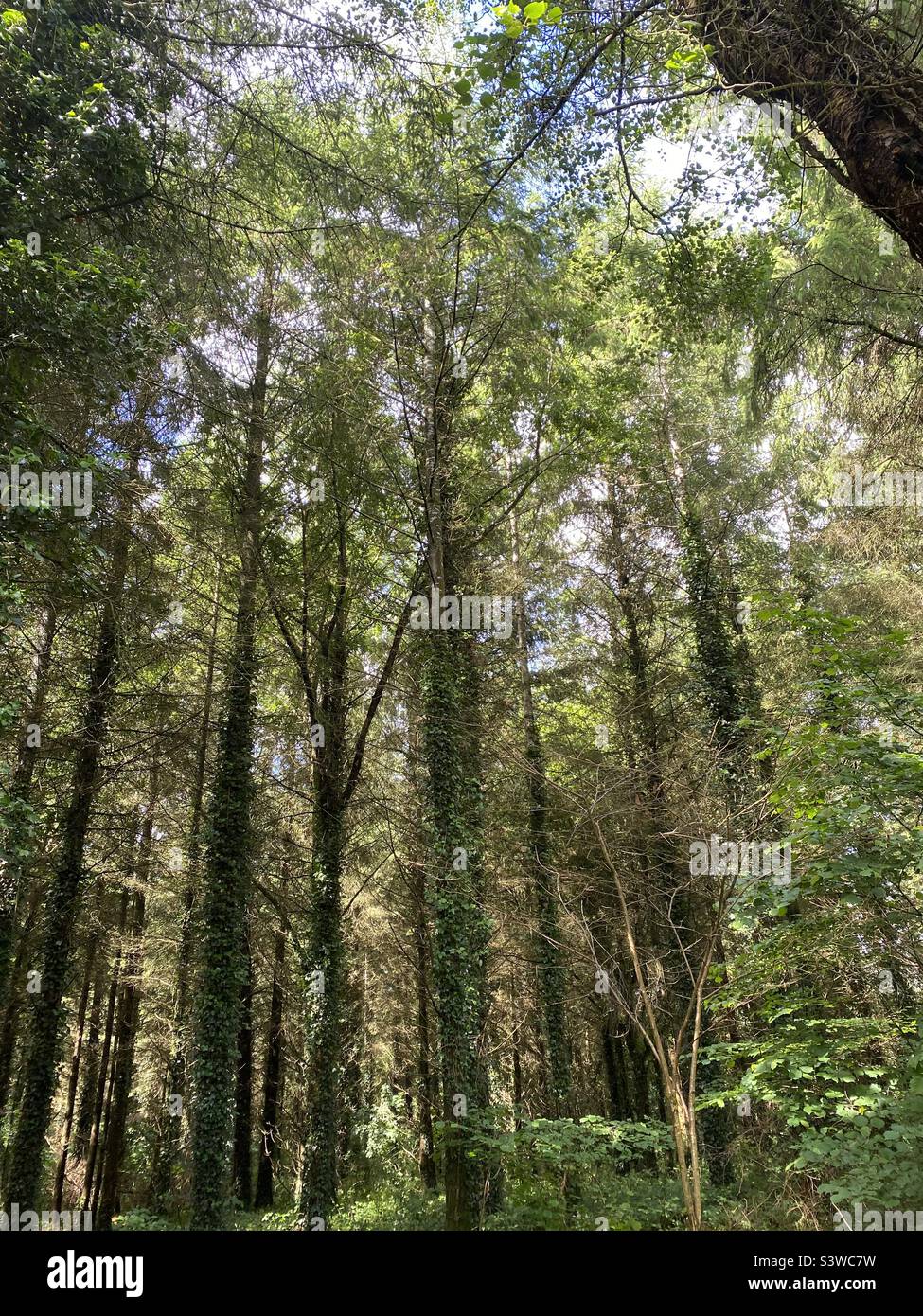 Tall forests hi-res stock photography and images - Alamy