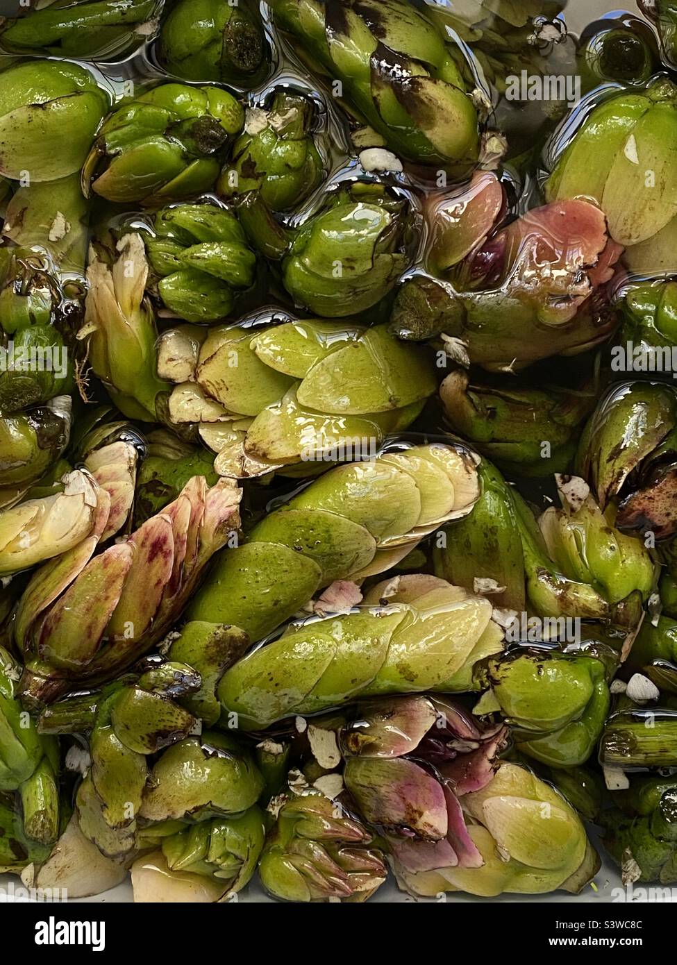 Waterblommetjies ( Aponogeton distachyos or distachyum) also known as ...