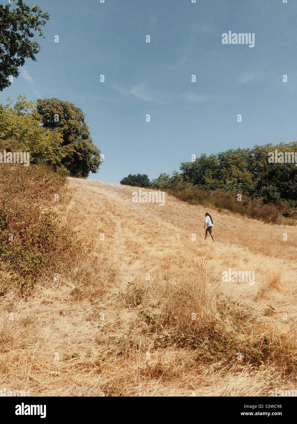 Summer scene and a Man climbing a hill that is covered with yellow ...