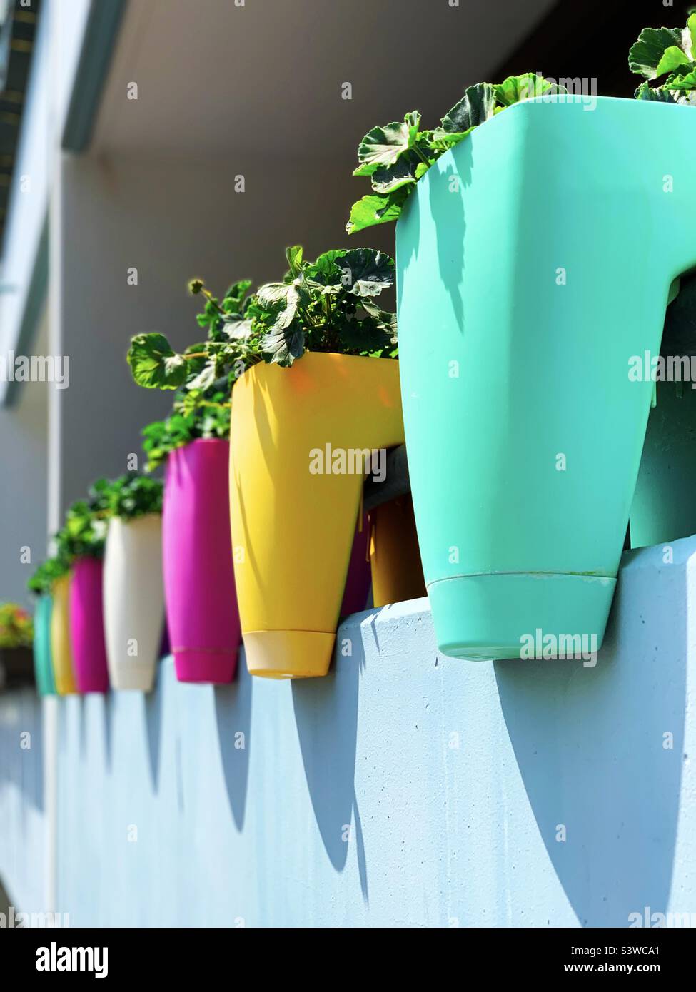 Plants in colorful vases Stock Photo - Alamy