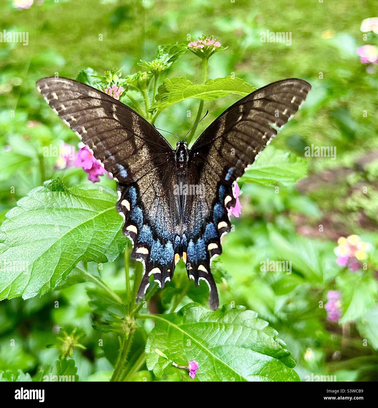 Tiger tail butterfly hi-res stock photography and images - Alamy