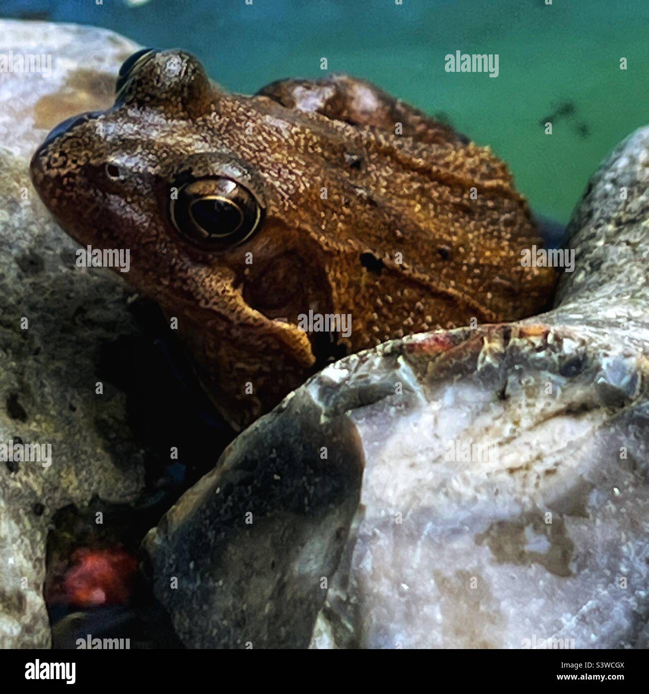 Pool frog uk hi-res stock photography and images - Alamy