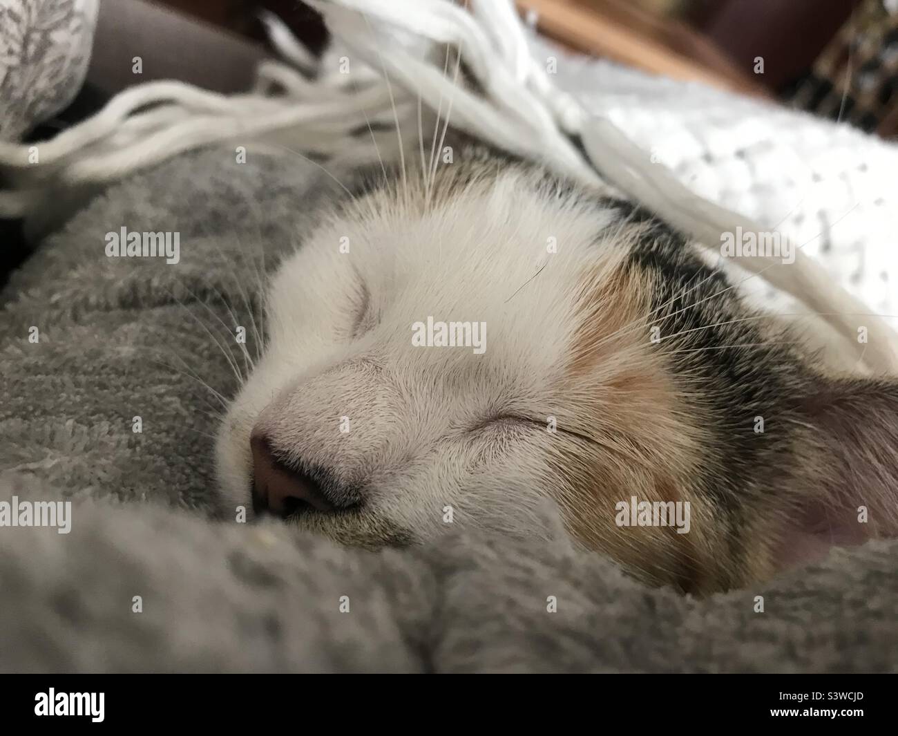 Snoring cat hi-res stock photography and images - Alamy