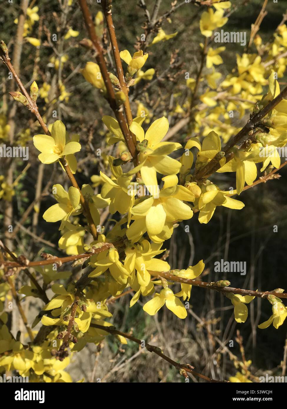 Sunny forsythia flowers hi-res stock photography and images - Alamy