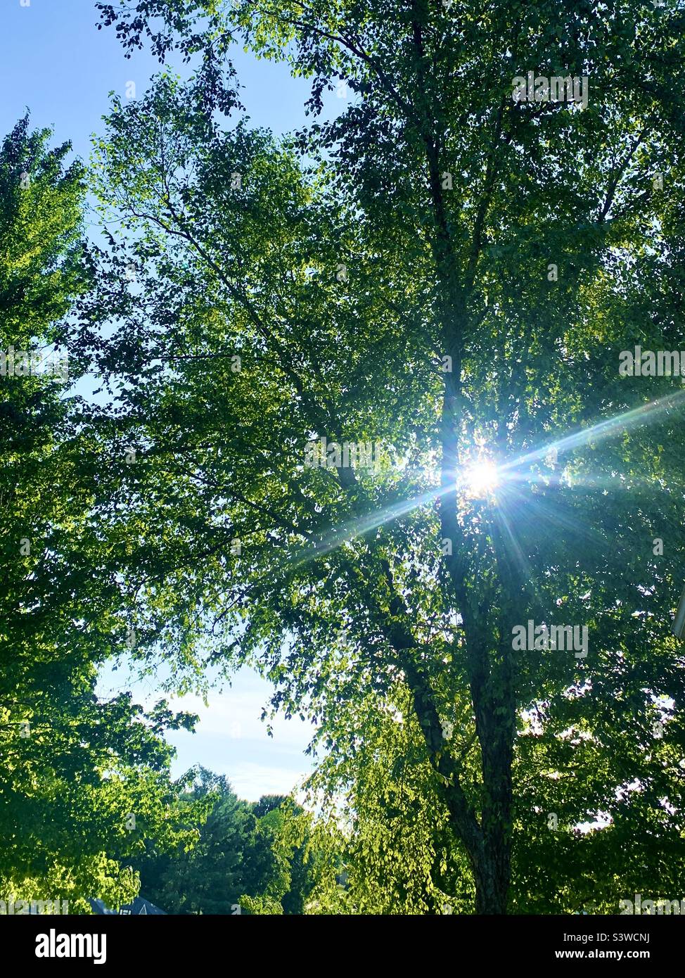 Summer landscape with sun shining through branches of tall leafy tree ...