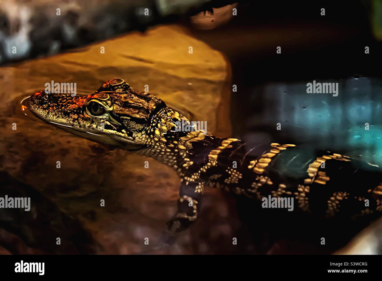 Baby alligator hatchling hi-res stock photography and images - Alamy