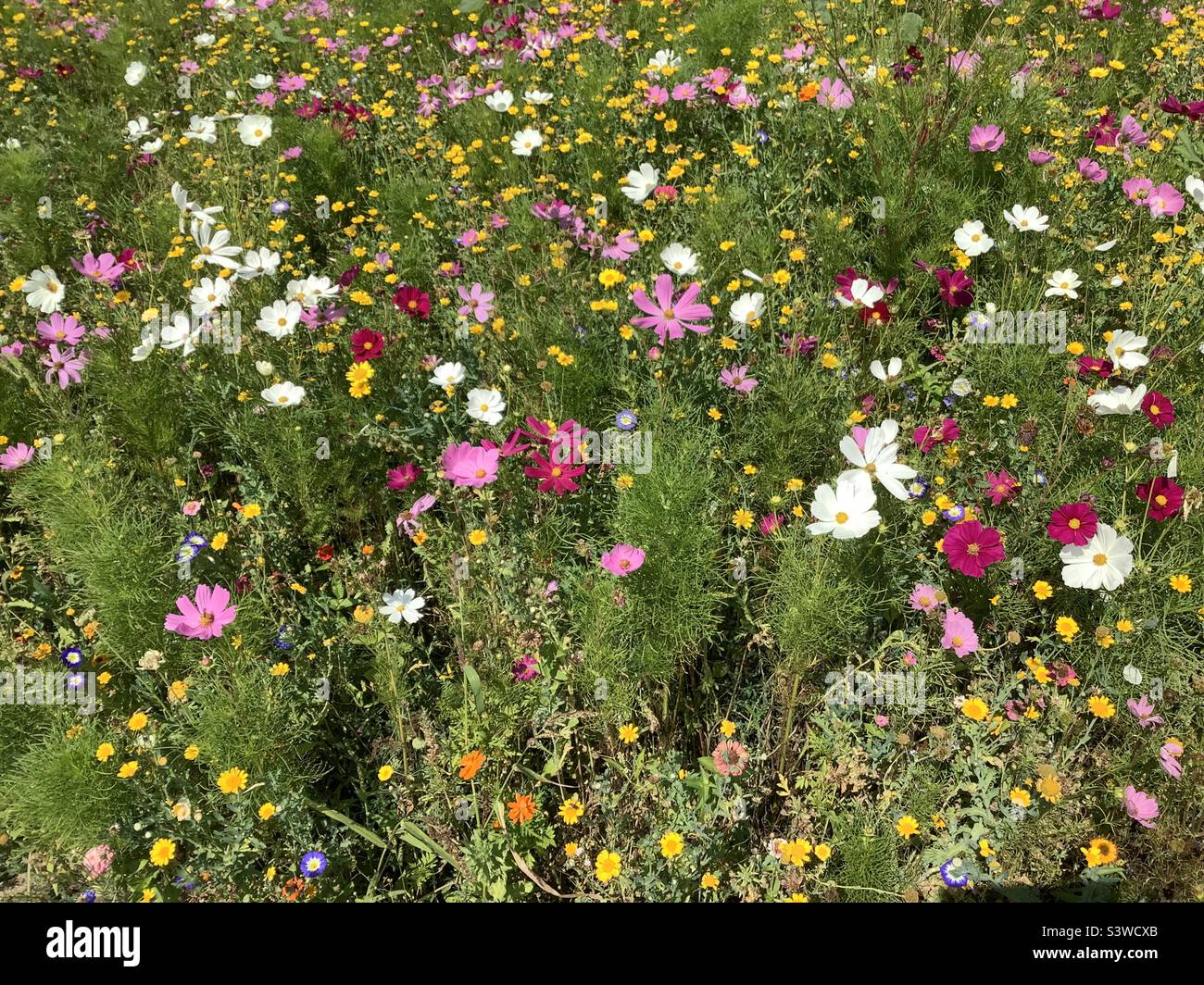 Full wildflowers hi-res stock photography and images - Alamy