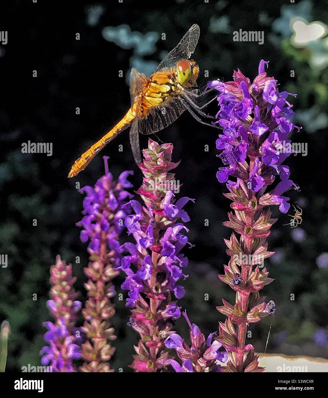 Day dragonfly hi-res stock photography and images - Alamy
