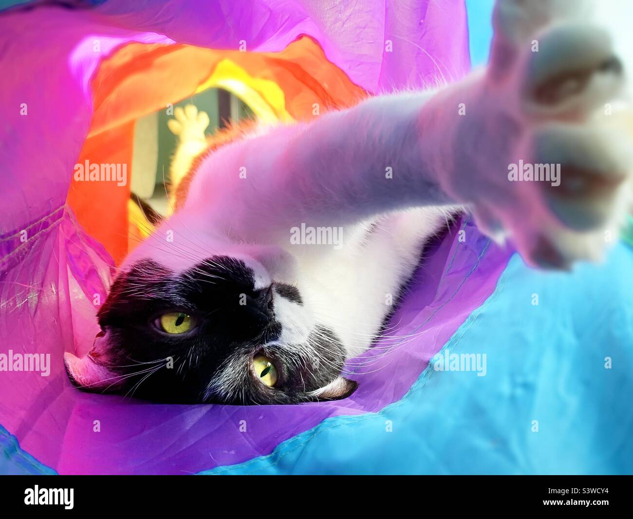 Cute playful cat Stock Photo - Alamy