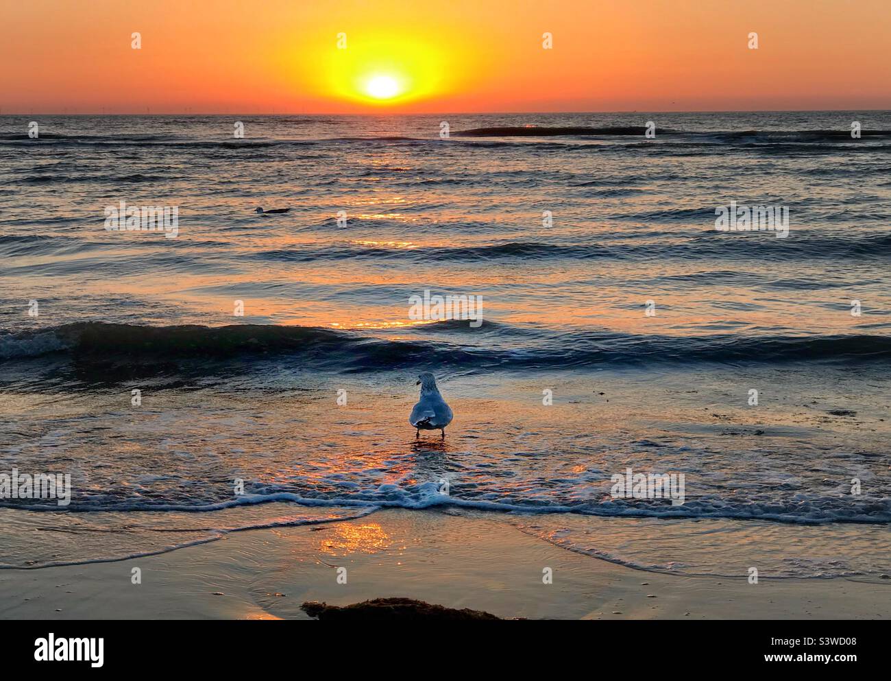 Seagul and sunset Stock Photo - Alamy