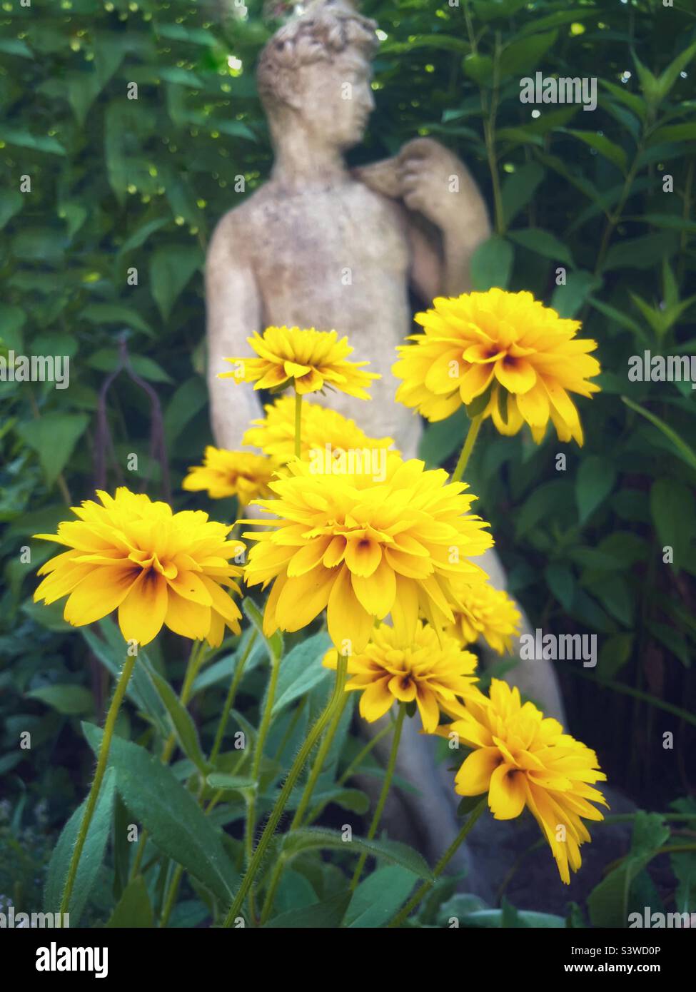 Double flowering rudbeckia in the summer garden Stock Photo - Alamy