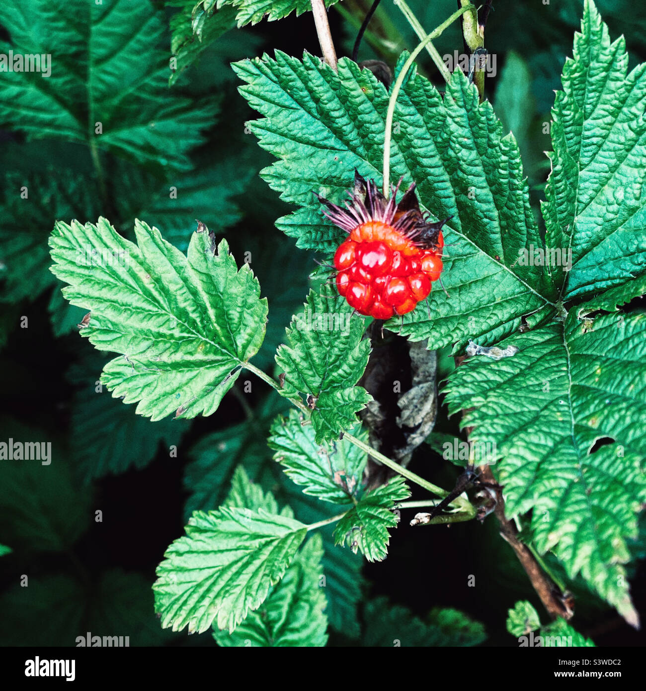 Salmonberry plant hi-res stock photography and images - Alamy