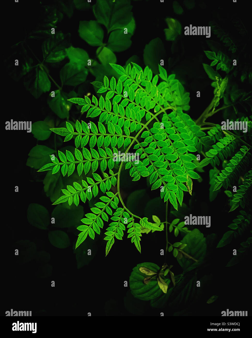 Jacaranda leaves hi-res stock photography and images - Alamy