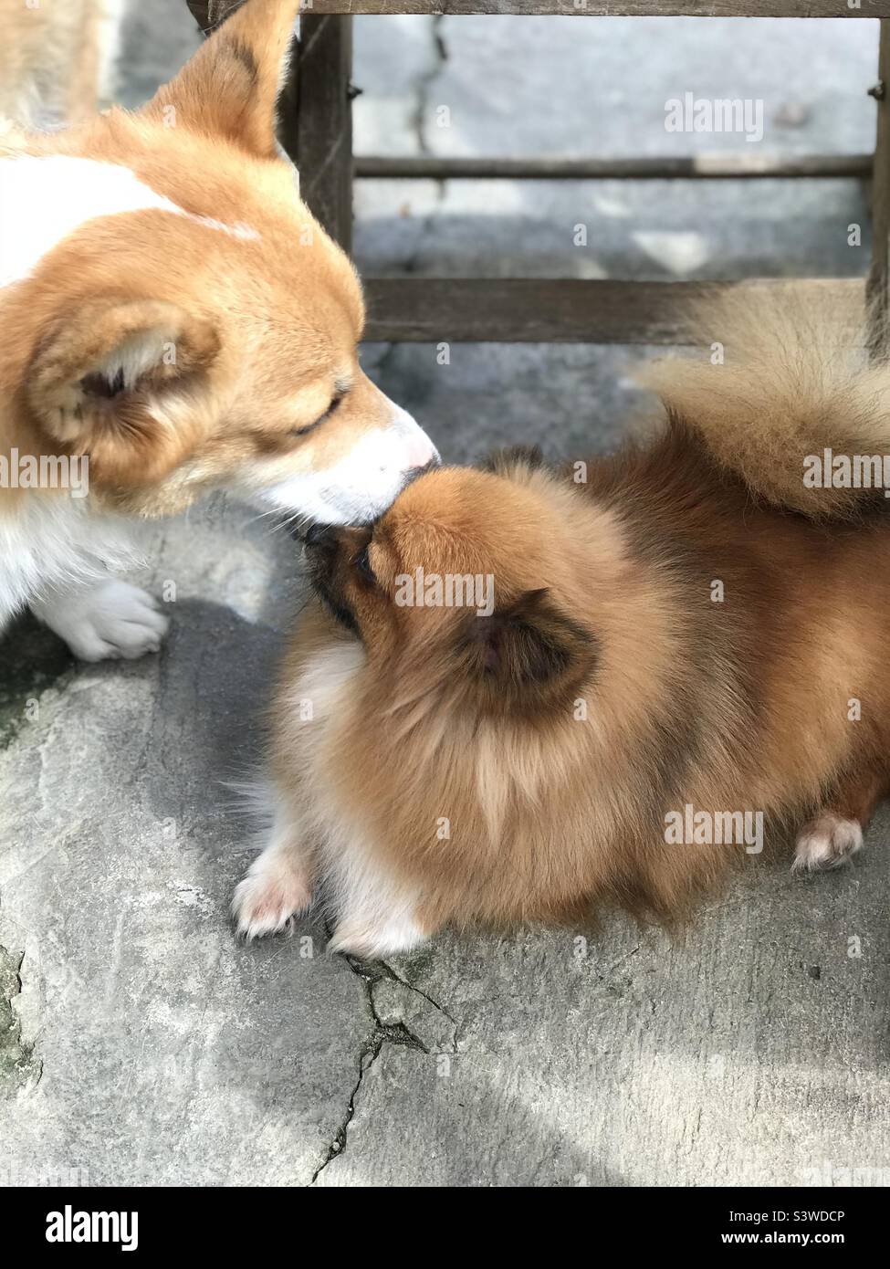 Dogs have love too Stock Photo - Alamy