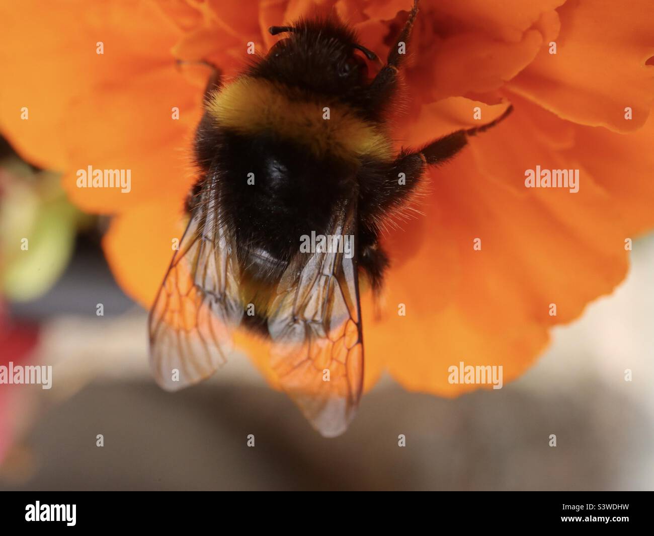 Wings of a bee hi-res stock photography and images - Alamy