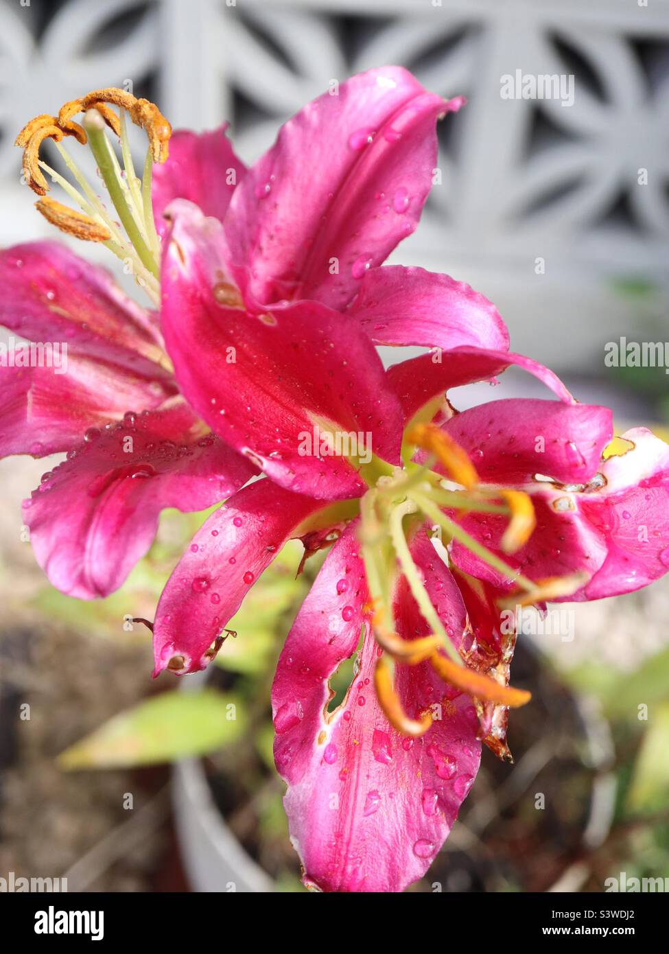 Lilly in a rain shower Stock Photo - Alamy