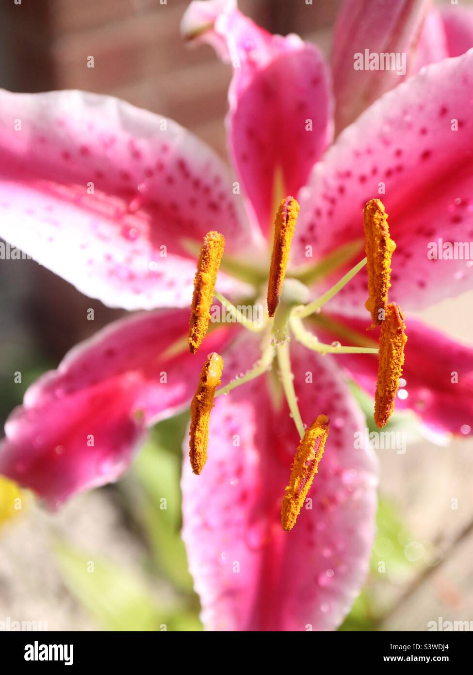 Lily in rain hi-res stock photography and images - Alamy