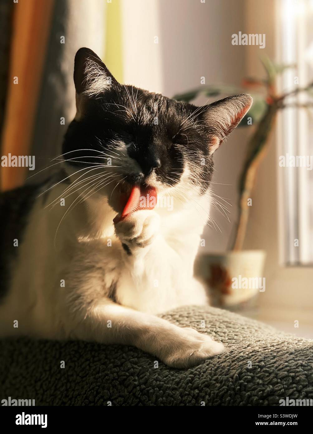 Cute cat at home Stock Photo - Alamy