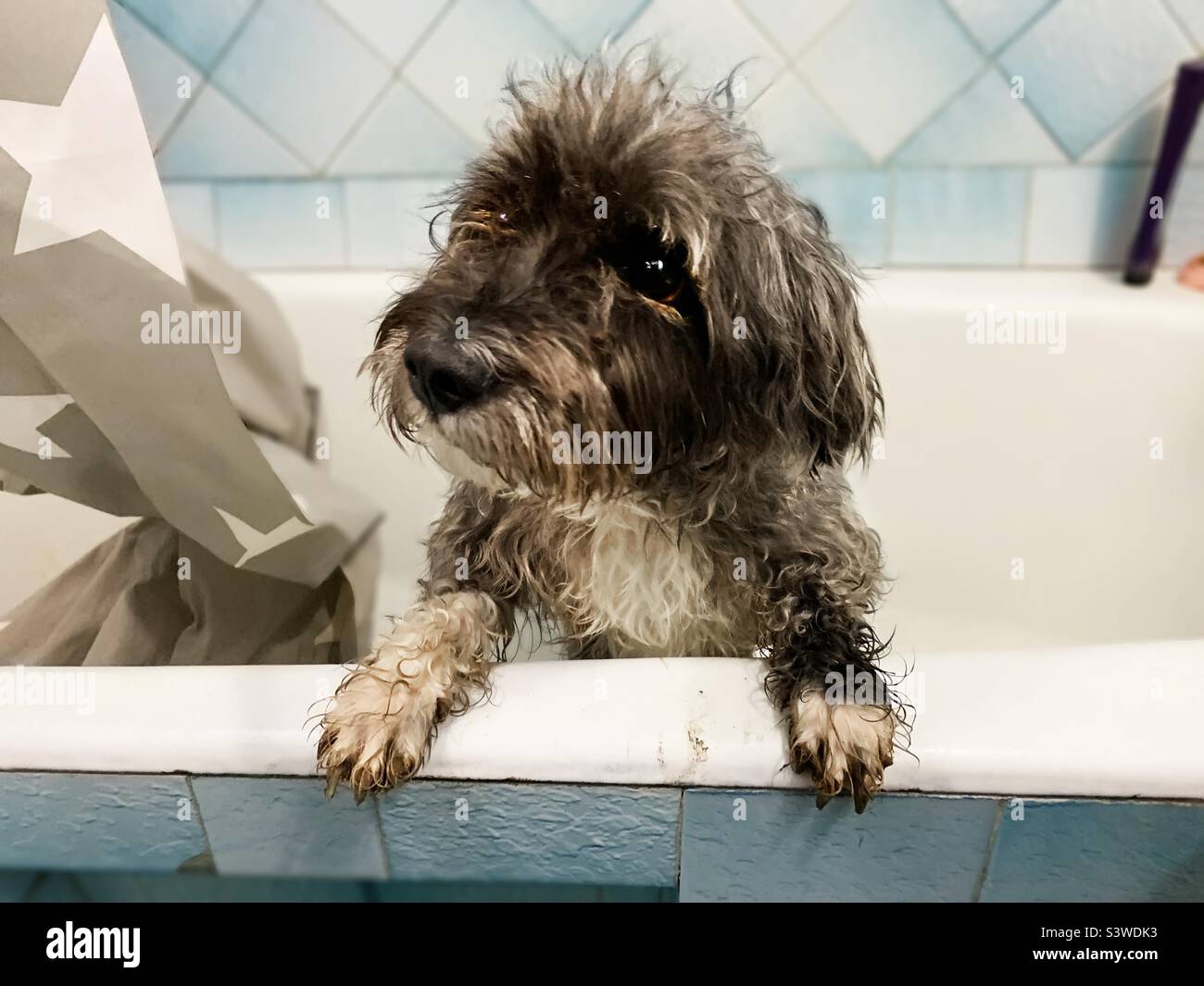 Cute dog with dirty paws in white bathroom before washing Stock Photo ...