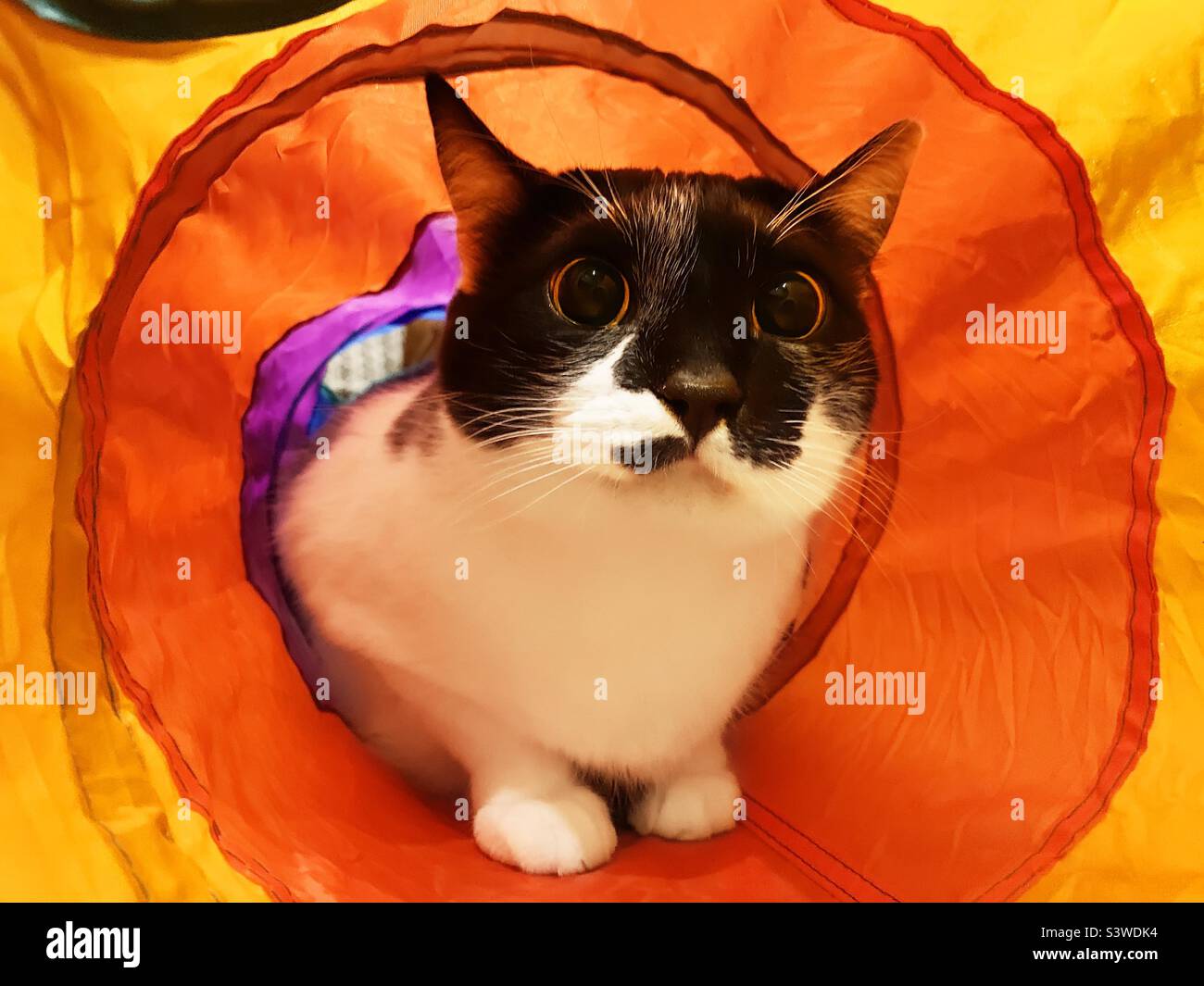 Cute cat in orange tunnel Stock Photo - Alamy