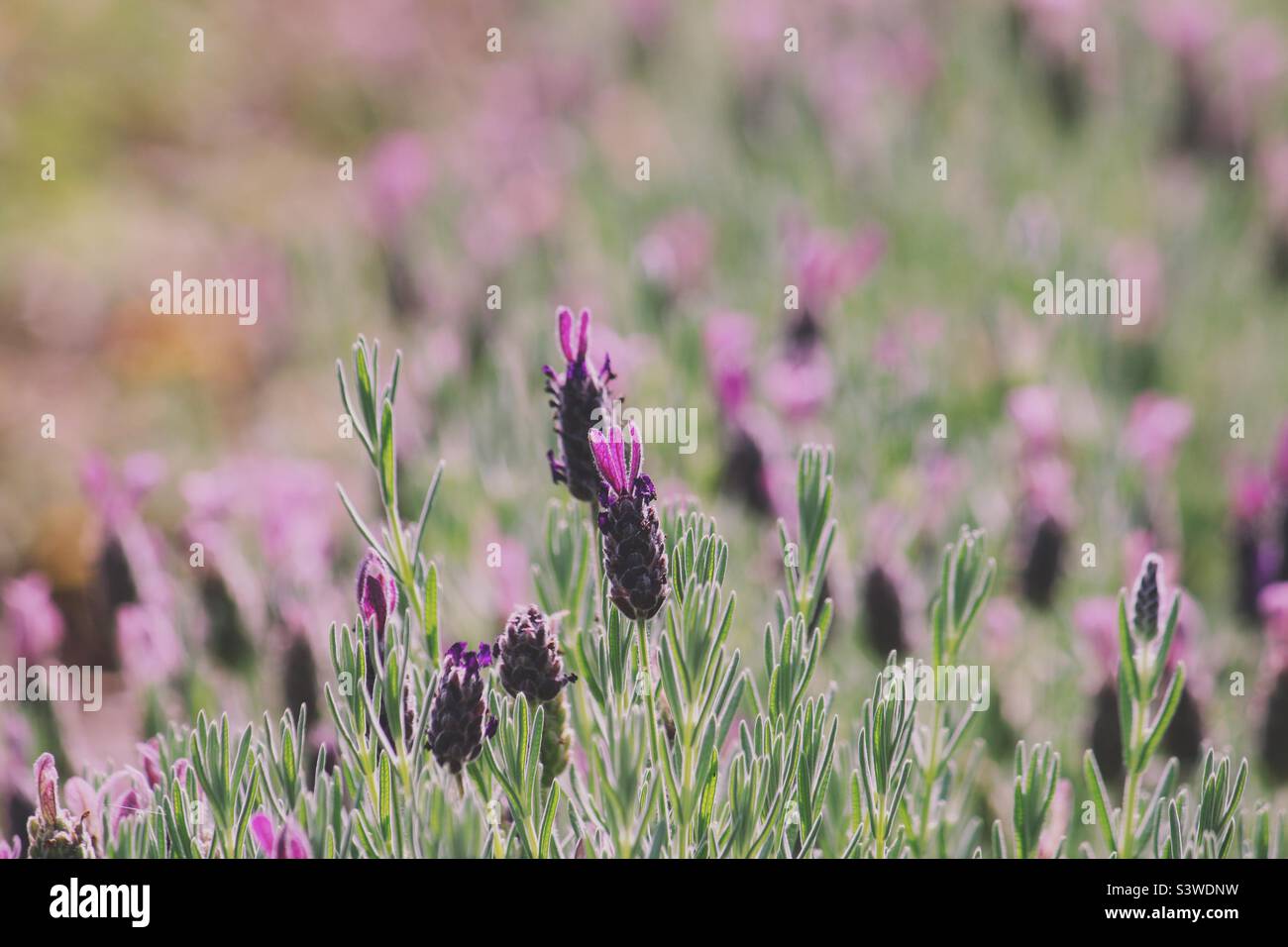 Lavandula Stoechas Anouk. Field of lavender flowers with a selective ...