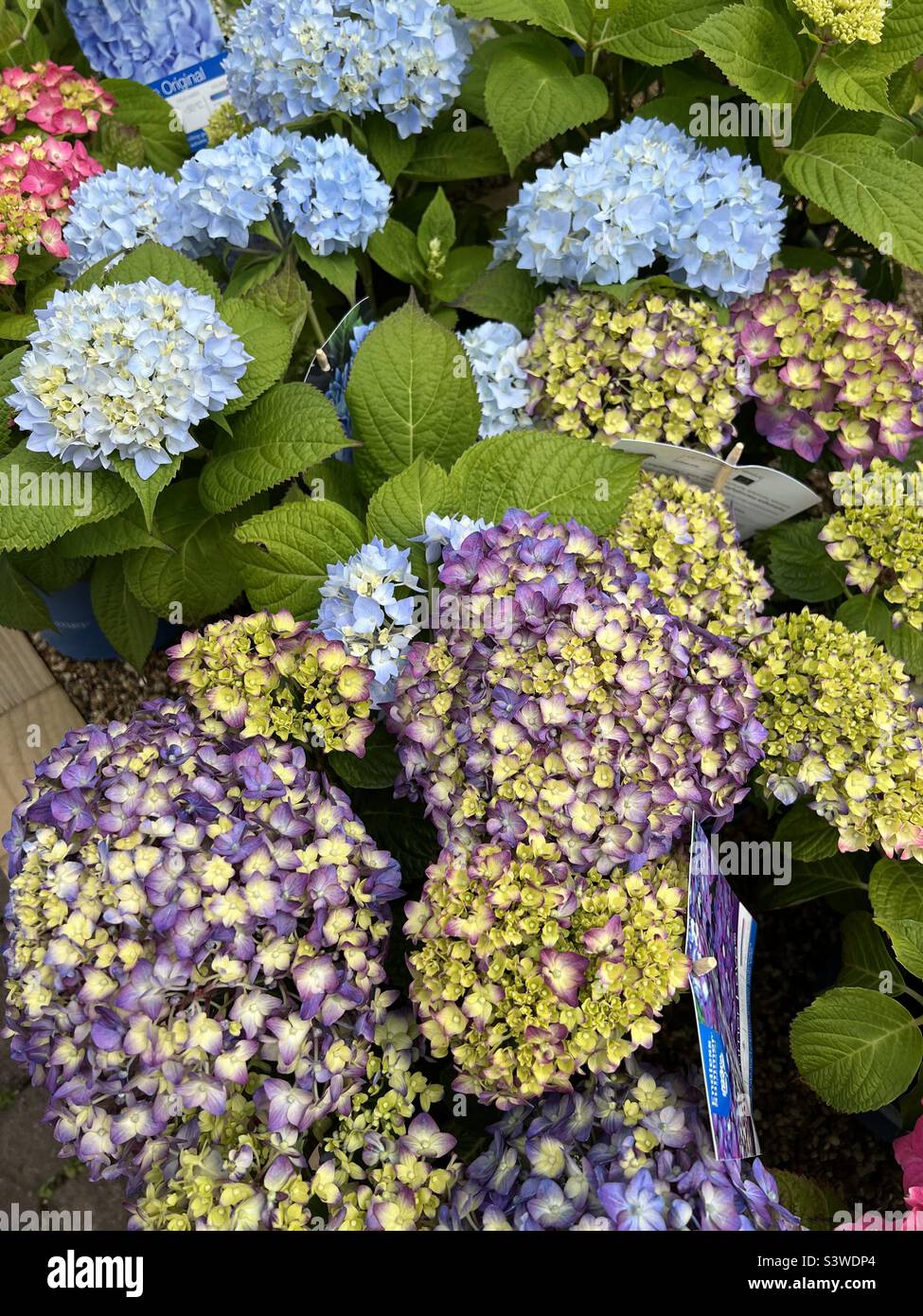 Baby blue hydrangea hi-res stock photography and images - Alamy