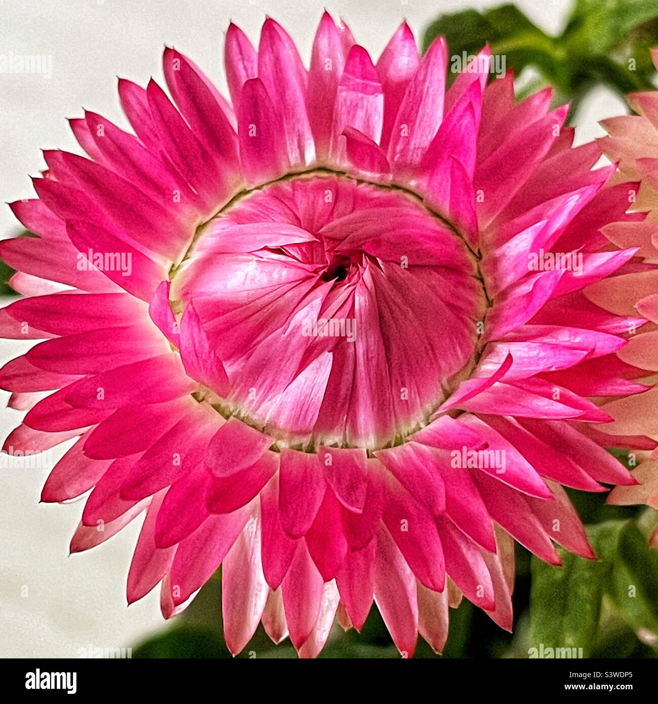 Flower strawflower bracteantha bracteata hi-res stock photography and ...