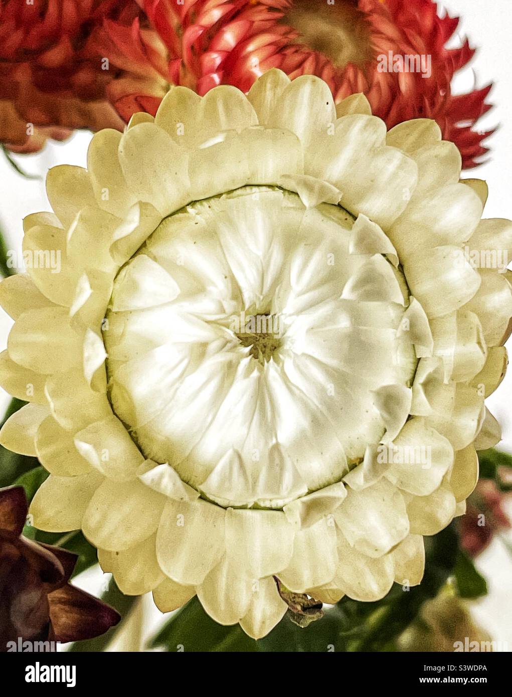 Flower strawflower bracteantha bracteata hi-res stock photography and ...
