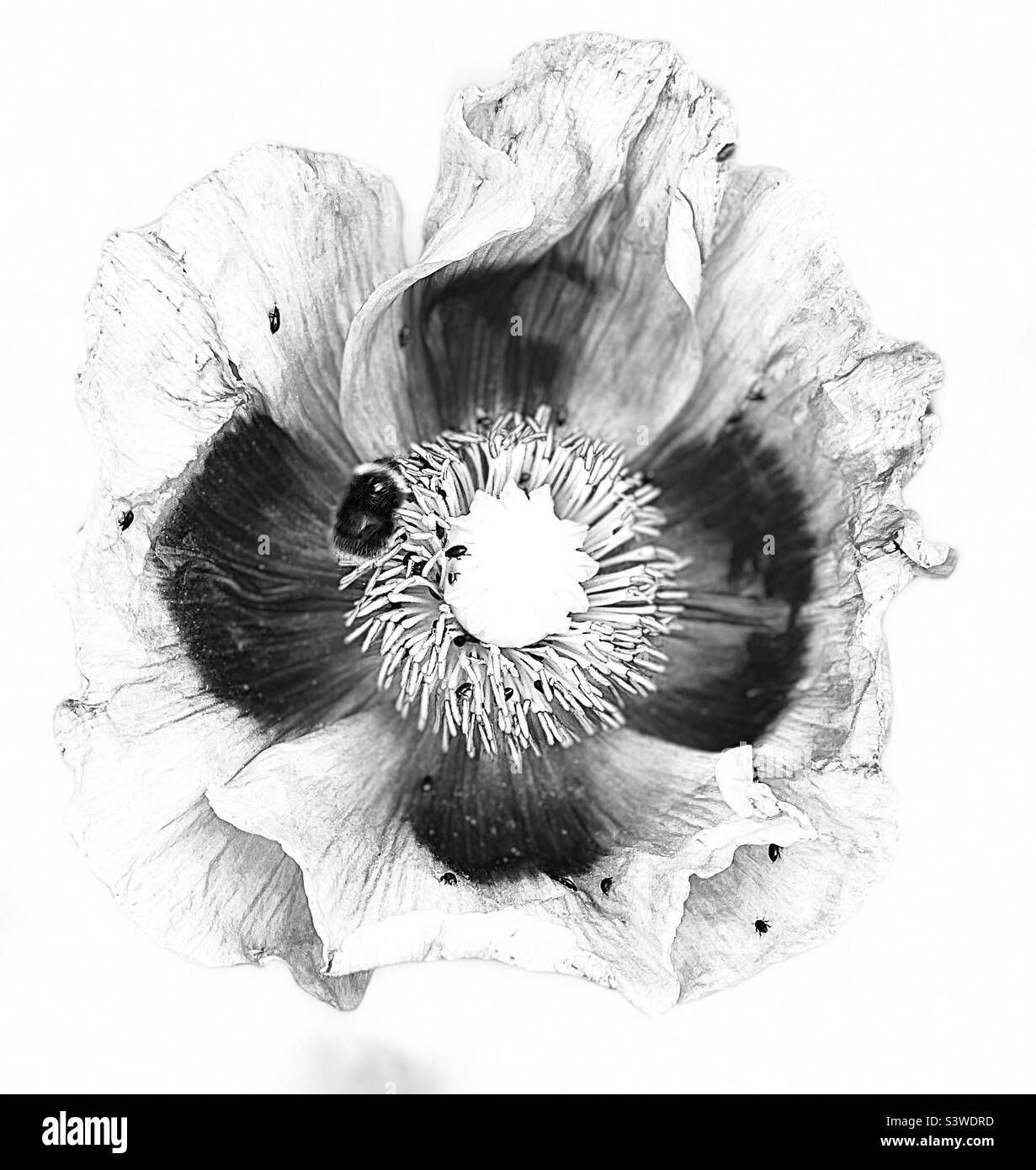 Poppy papaver oriental Black and White Stock Photos & Images - Alamy