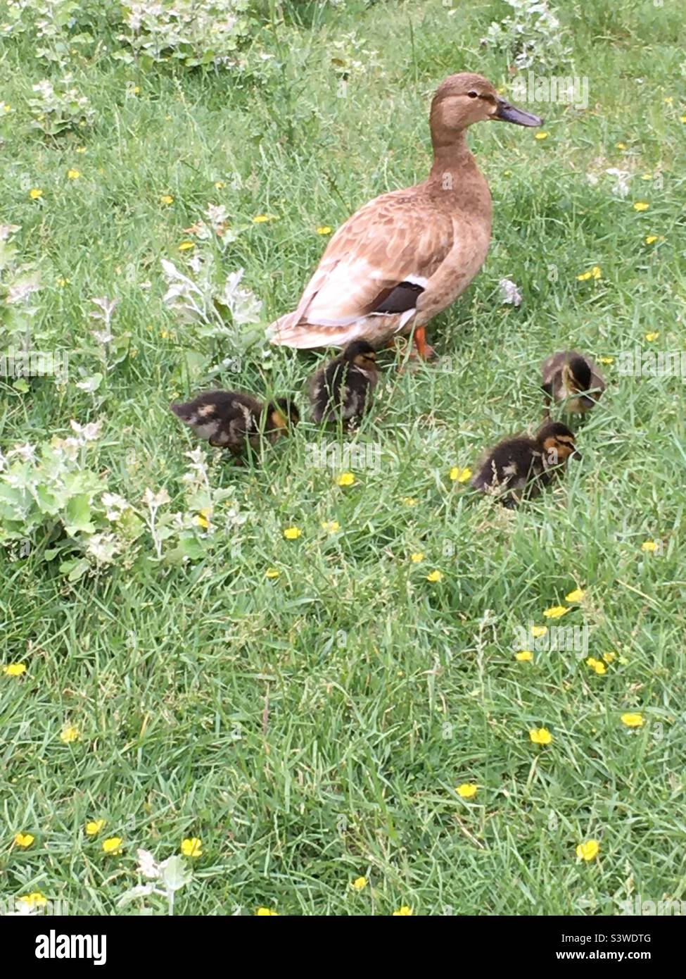 Petits canards hi-res stock photography and images - Alamy