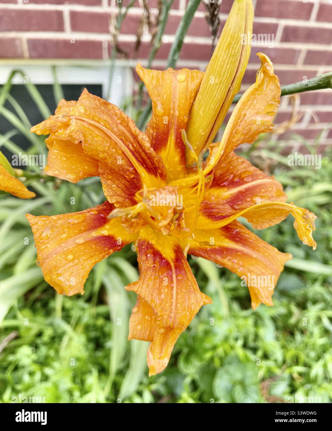 Double blossom orange day lily Stock Photo - Alamy
