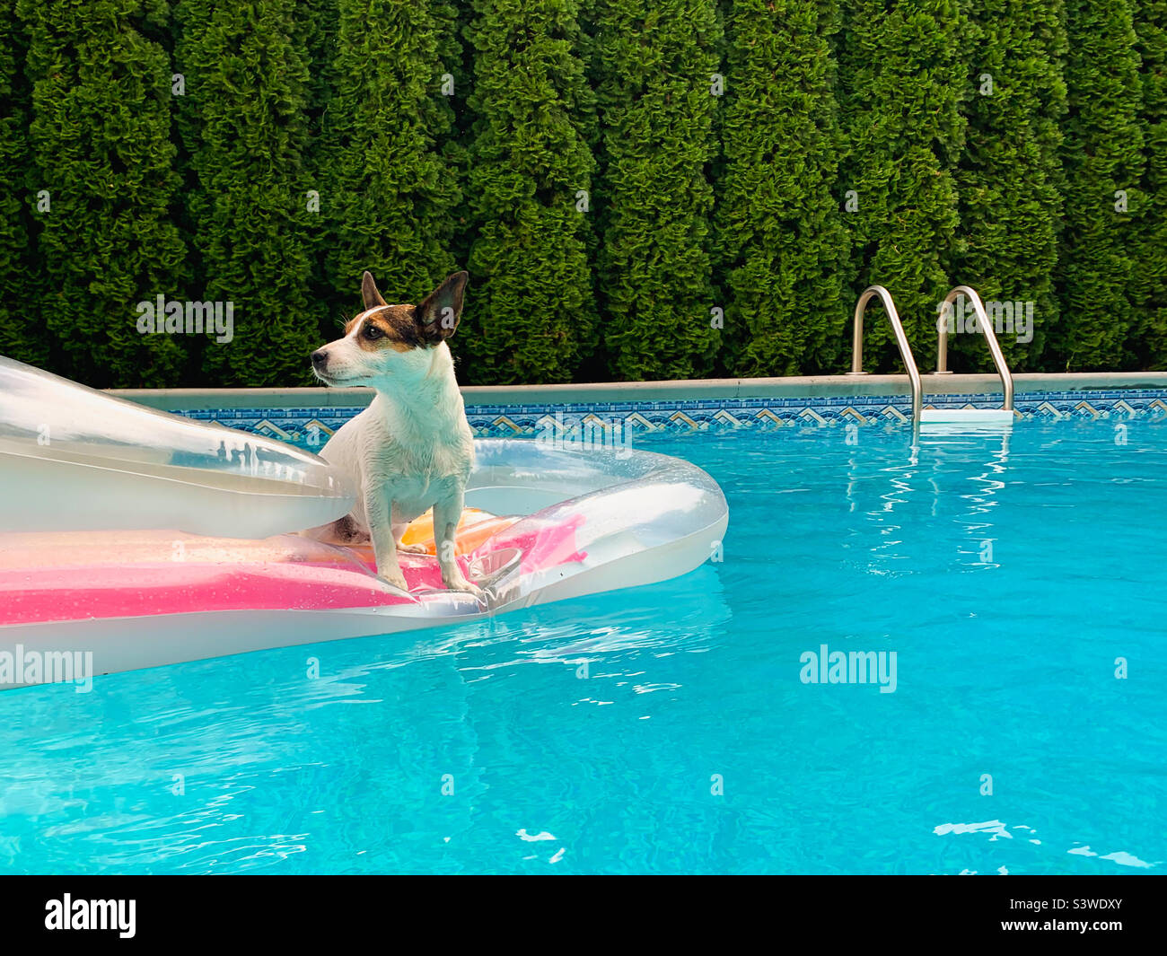 Jack Russell Terrier dog sitting on a pool float in a backyard swimming ...