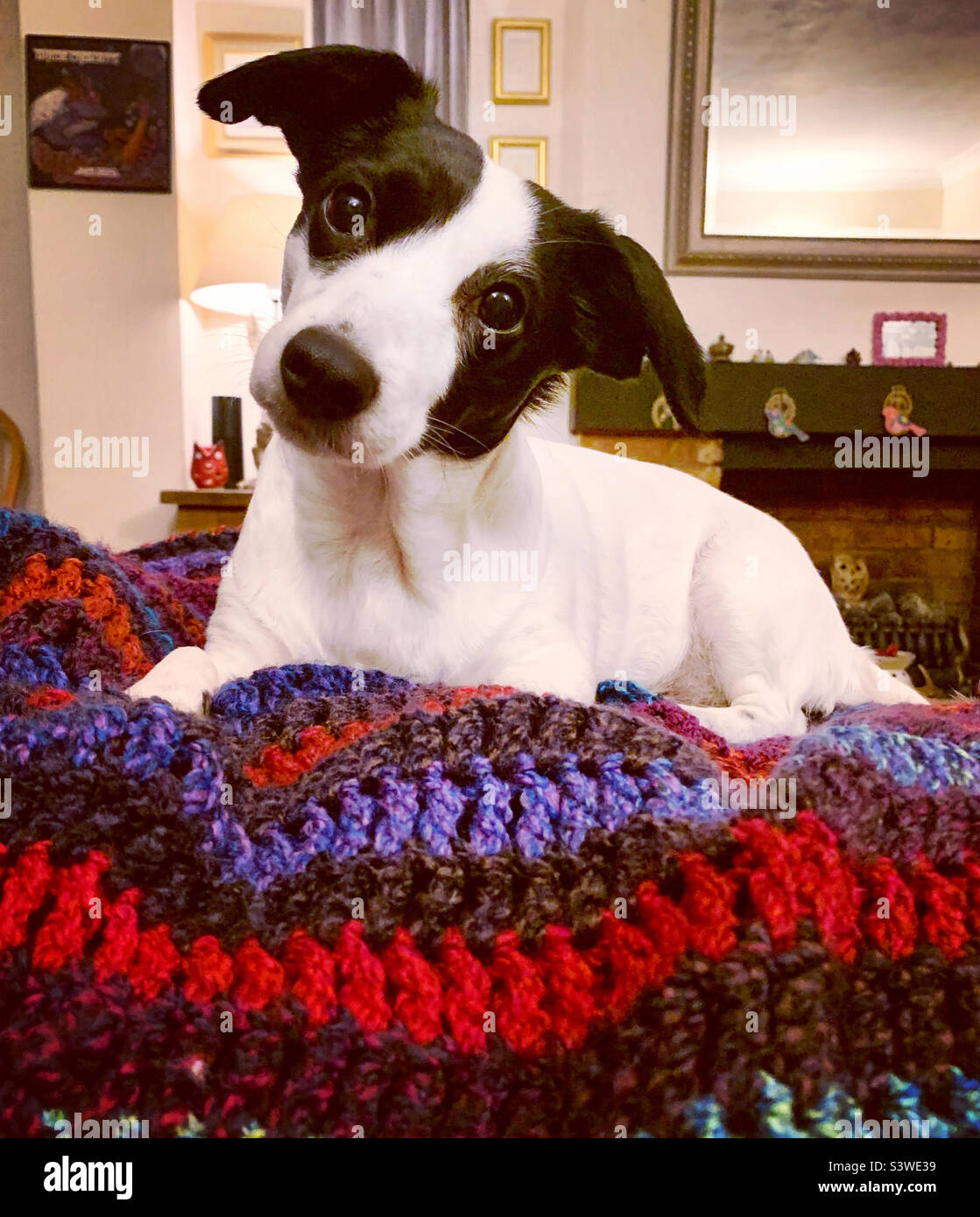 A Jackawawa / Jack Russell chihuahua cross dog sat on a hand crocheted ...