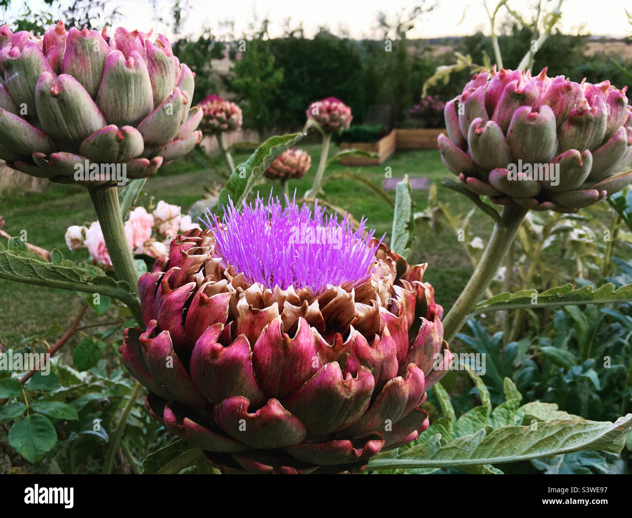 Cardoon flower heads hi-res stock photography and images - Alamy