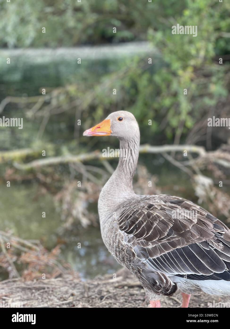 Goosey hi-res stock photography and images - Alamy